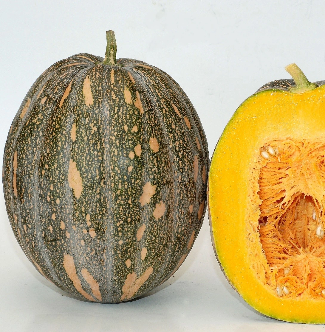 Hybrid Seeds PRODUCTS